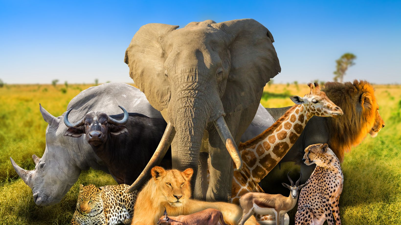 Finding the Base Elements: How To Make Wild Animal In Little Alchemy ...