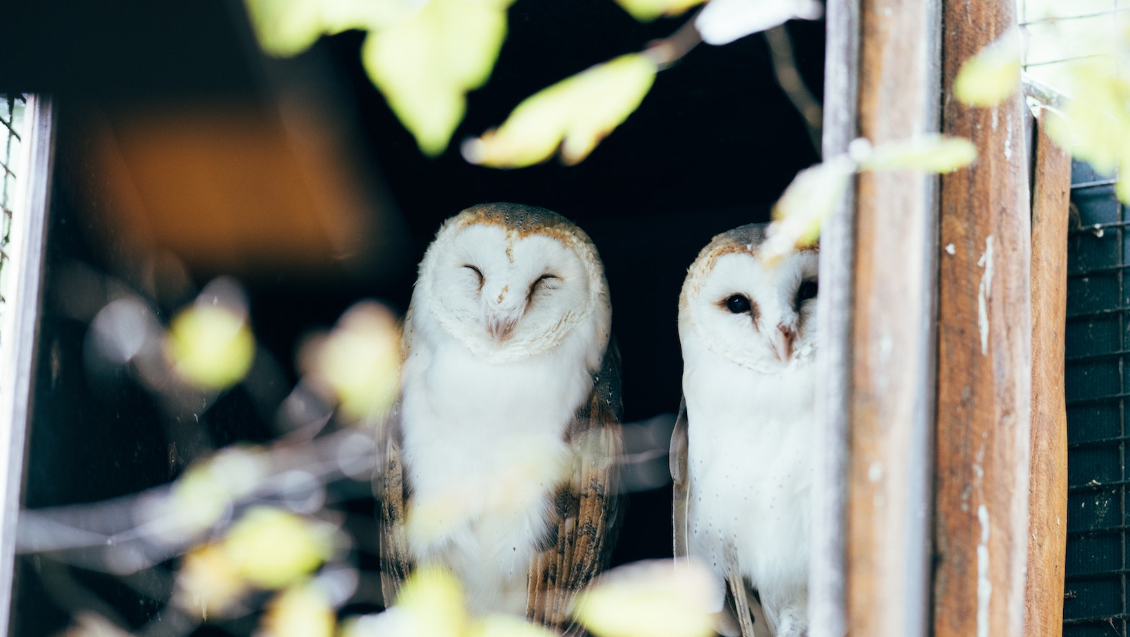Bringing Creatures To Life: How To Make An Animal In Little Alchemy ...