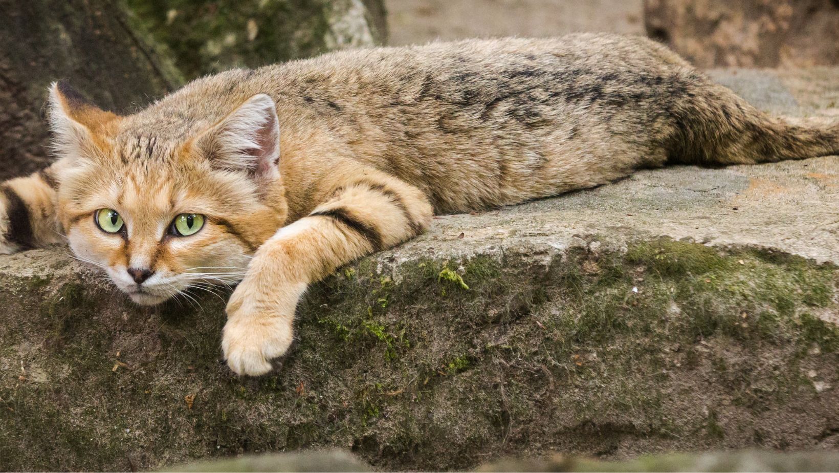 Everybody Wants to be a Cat - The Allure of the Feline Life ...